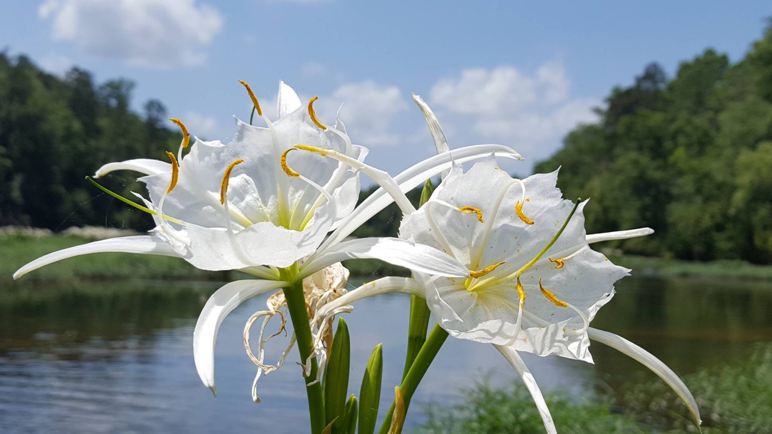 Cahaba Lilies - Cahaba River Coalition