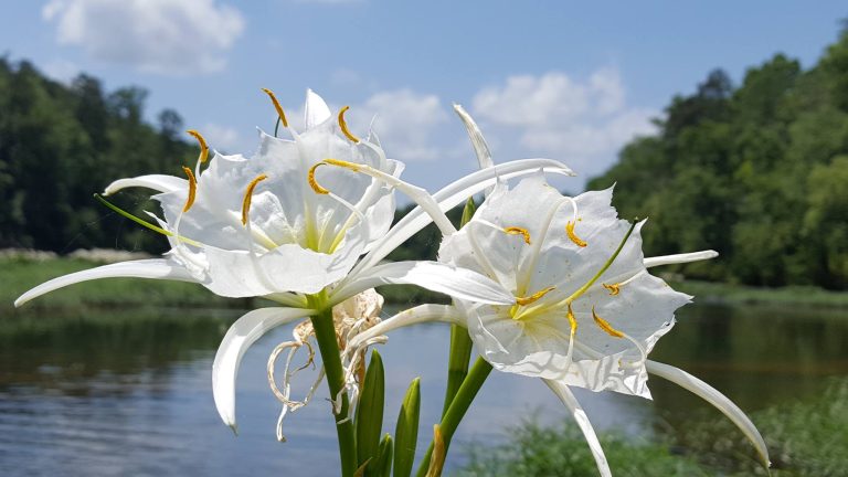 Cahaba Lilies - Cahaba River Coalition