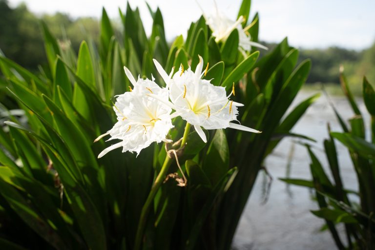 Cahaba Lilies - Cahaba River Coalition