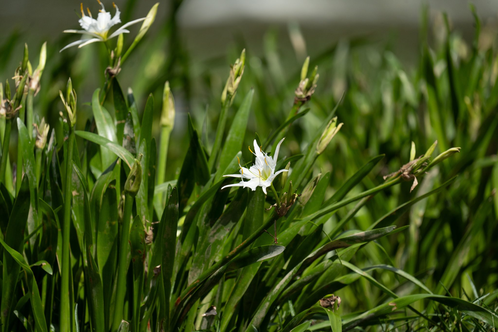 Cahaba Lilies - Cahaba River Coalition