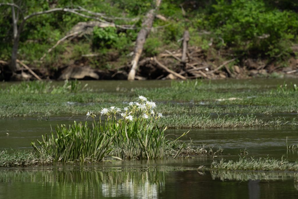 Cahaba Lilies - Cahaba River Coalition