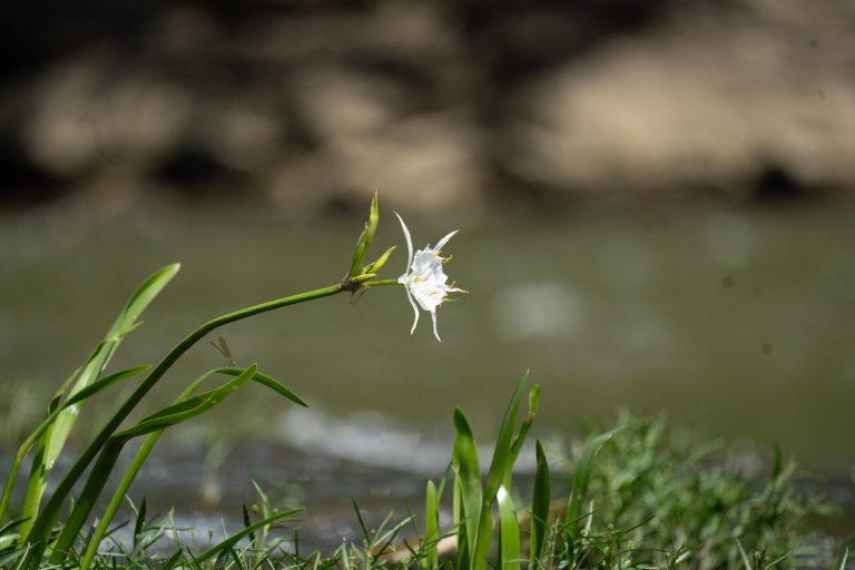 Cahaba Lilies - Cahaba River Coalition